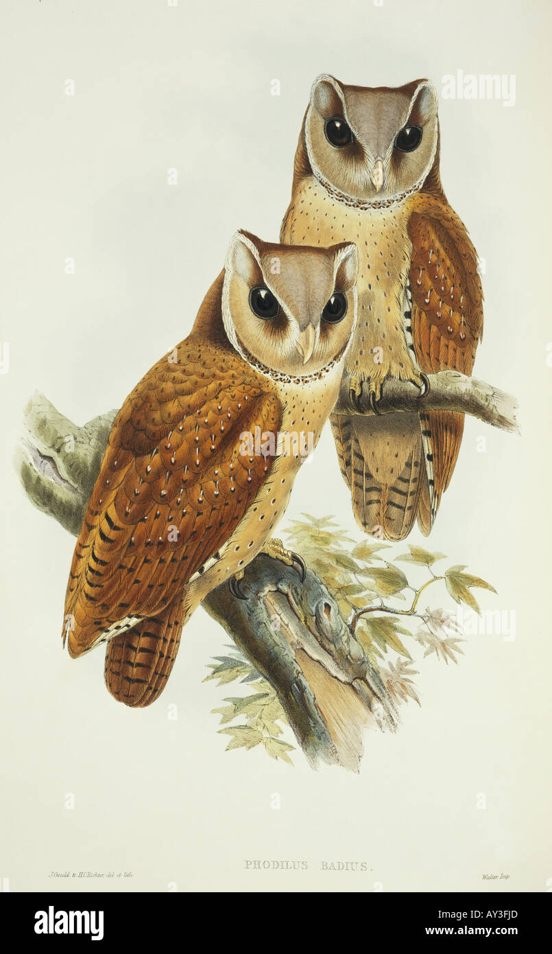 Phodilus hi-res stock photography and images - Alamy