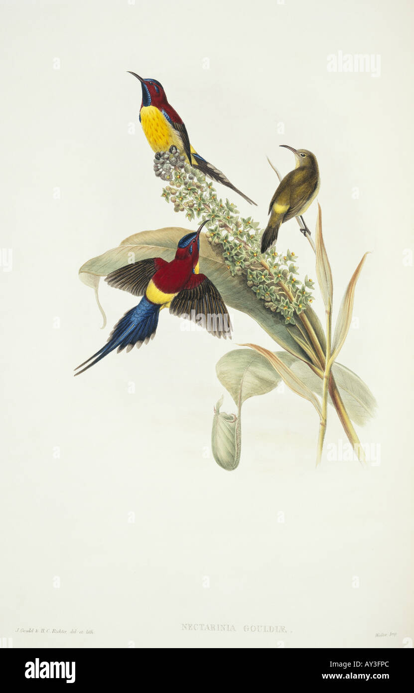 Aethopyga gouldiae Mrs Gould's sunbird Stock Photo - Alamy