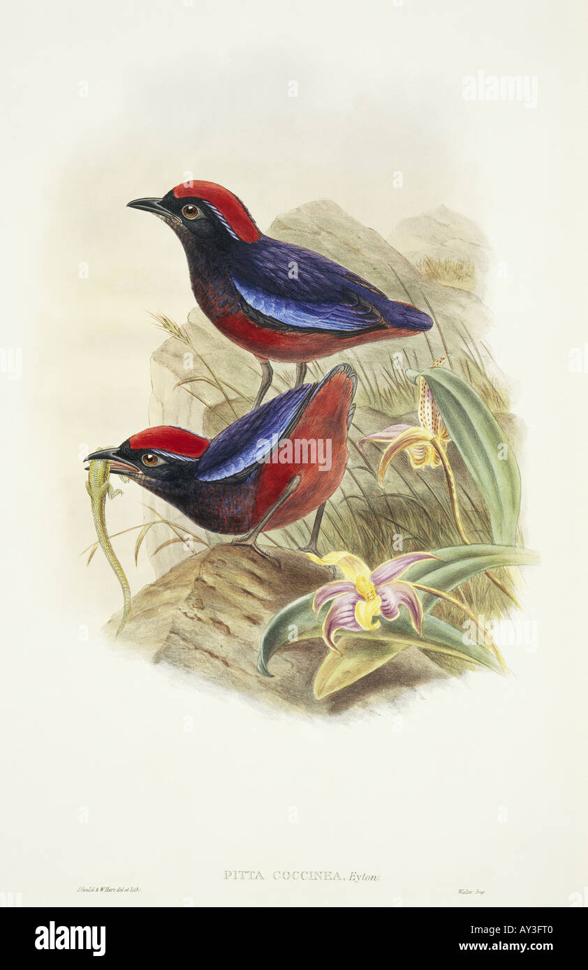 Pitta granatina hi-res stock photography and images - Alamy