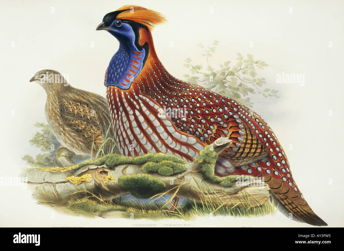 Temmincks tragopan tragopan temminckii hi-res stock photography and ...