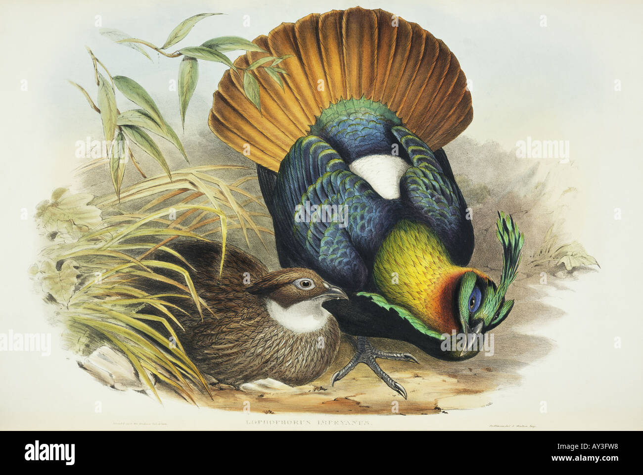 Lophophorus Stock Photos & Lophophorus Stock Images - Alamy