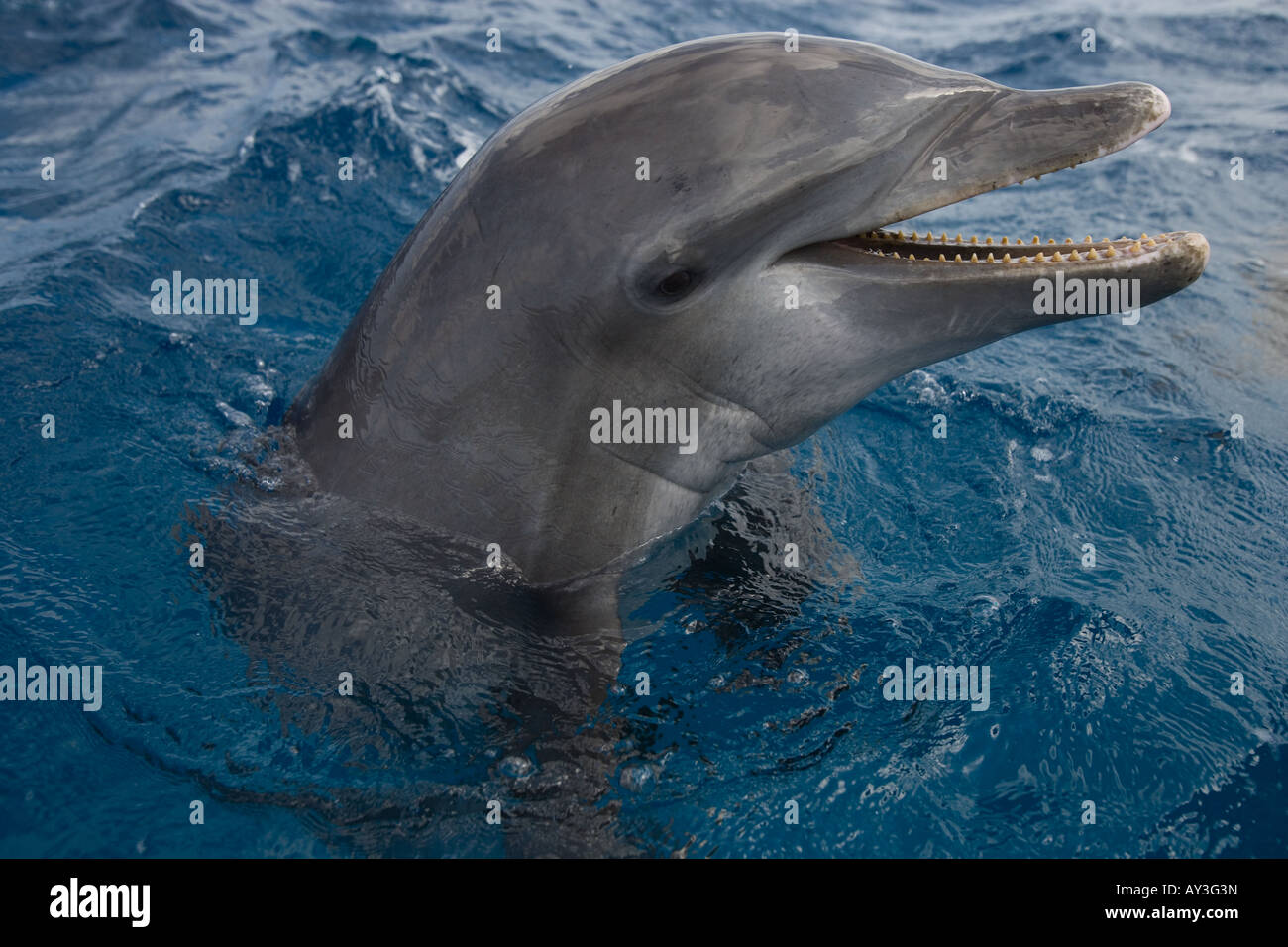 Entangled dolphin hi-res stock photography and images - Alamy