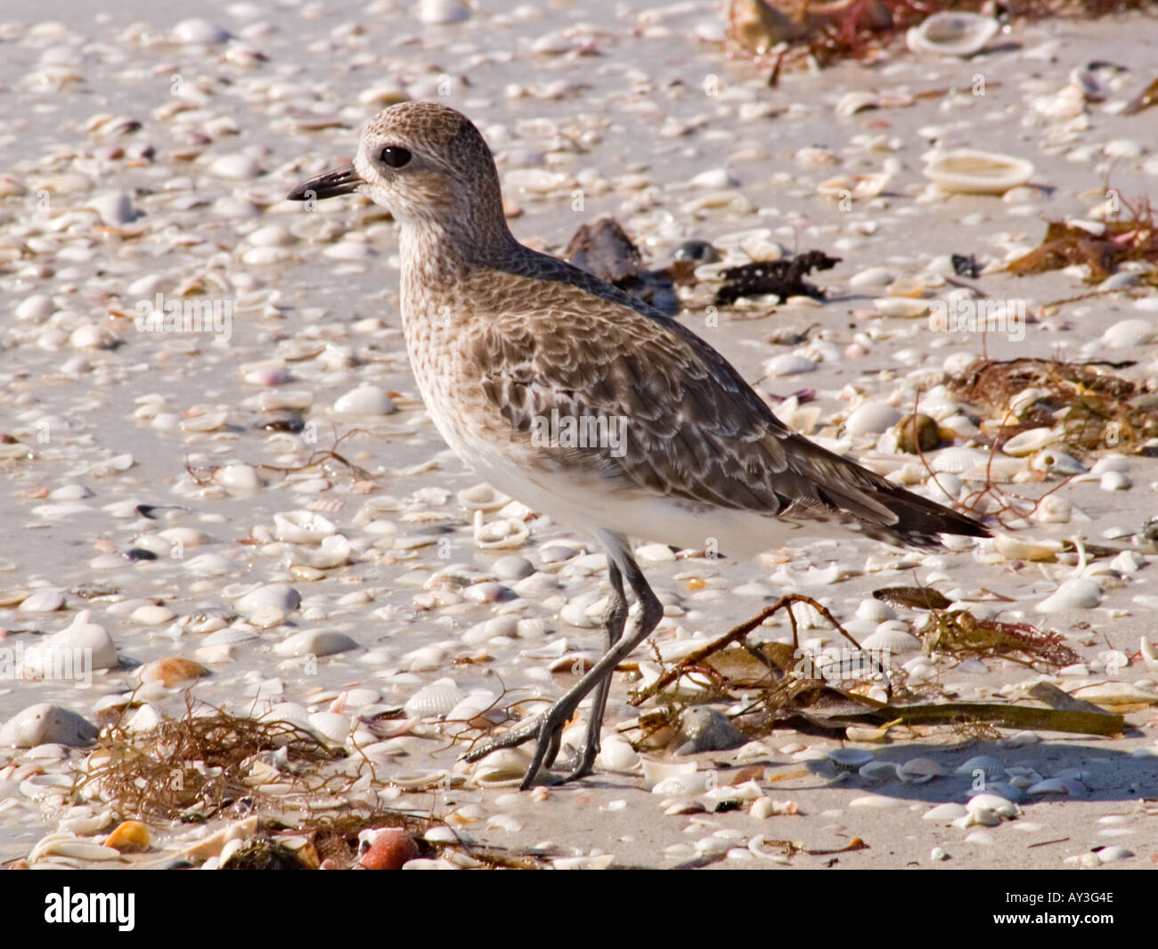 Western Sandpiper Calidris Erolia mauri Stock Photo - Alamy