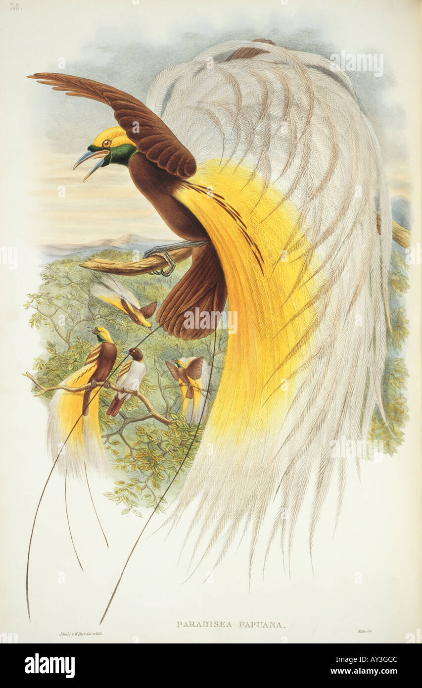 Paradisaea apoda greater bird of paradise Stock Photo - Alamy