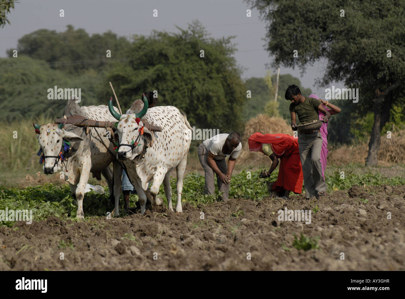 Two women pulling plow hi-res stock photography and images - Alamy