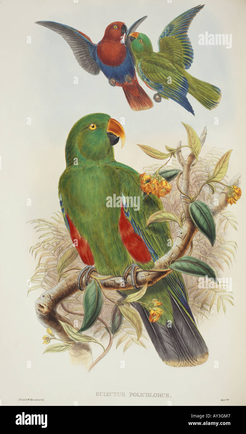 Eclectus hi-res stock photography and images - Alamy