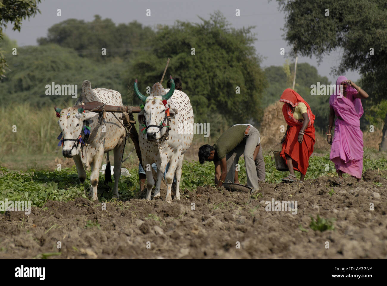 Two women pulling plow hi-res stock photography and images - Alamy