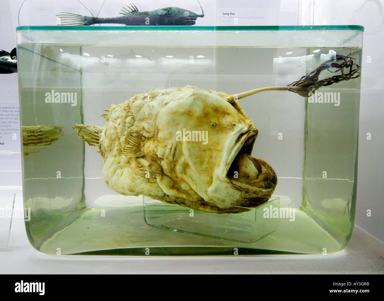 Atlantic Football Fish