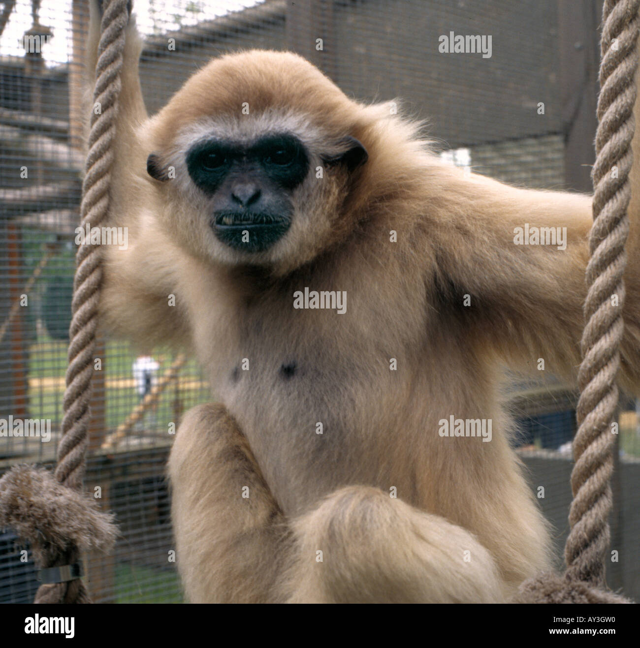 Gibbon come hi-res stock photography and images - Alamy