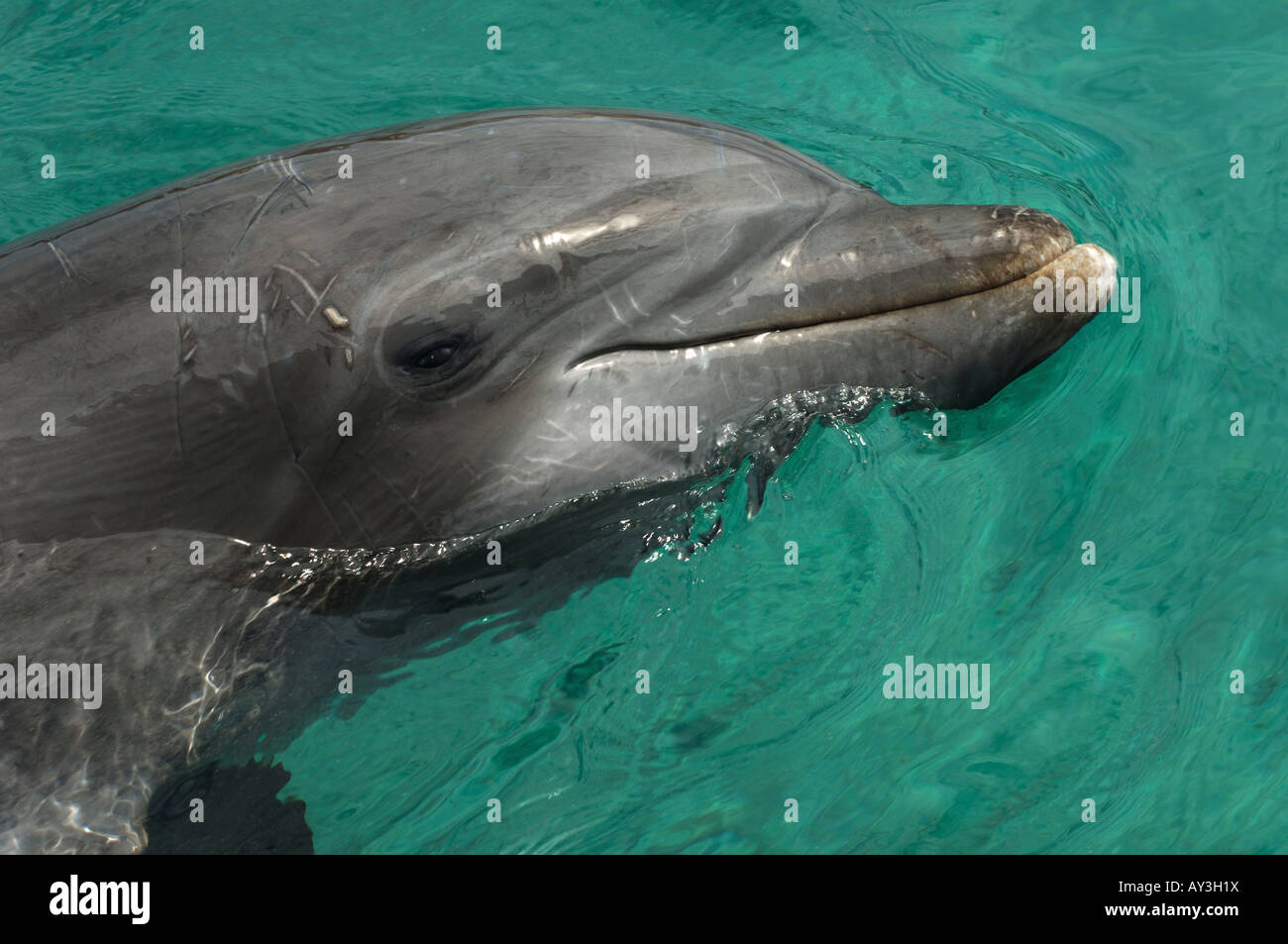 Dolphin academy, curacao hi-res stock photography and images - Alamy