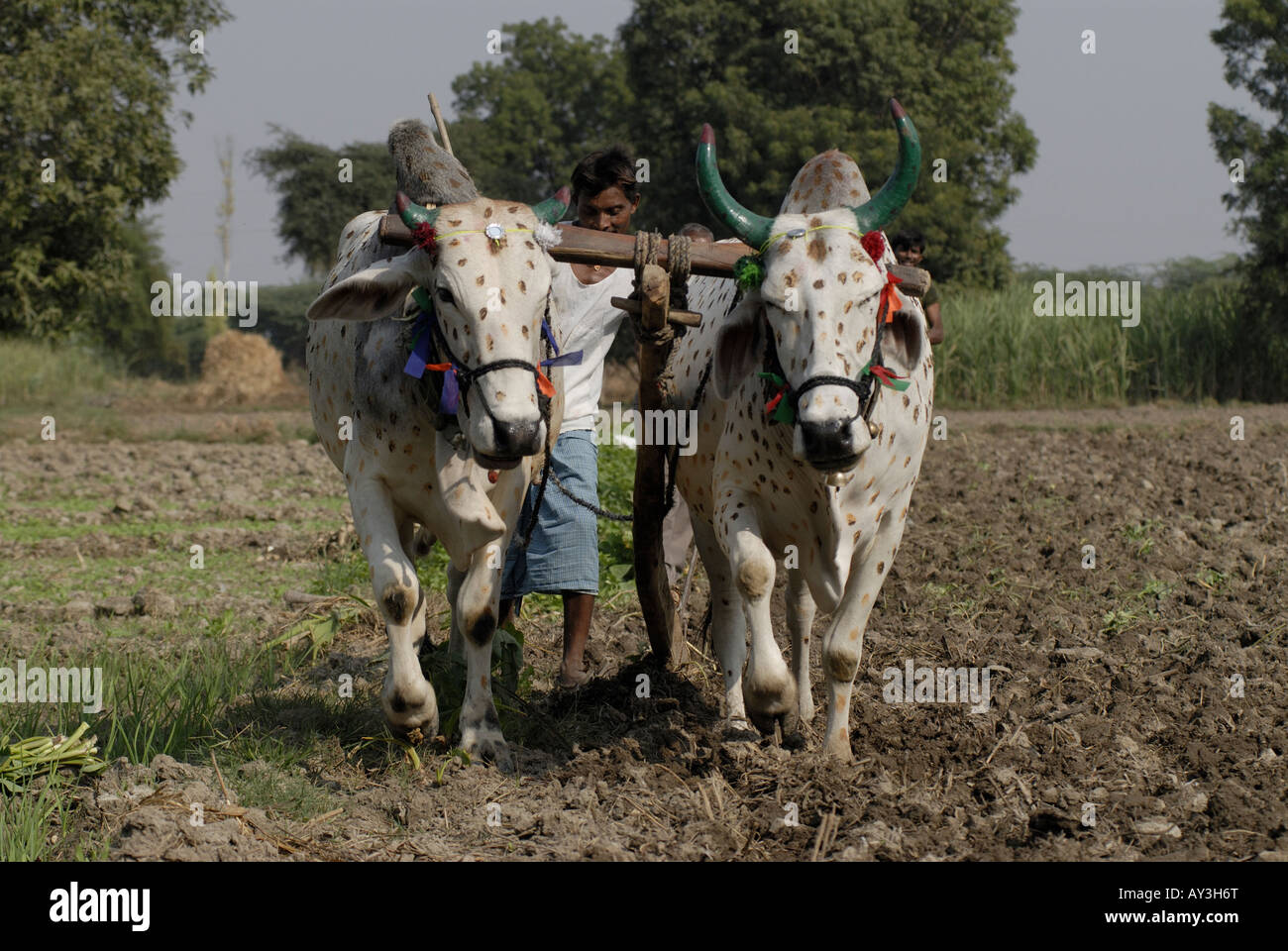 Bulls with a plough in a field hi-res stock photography and images - Alamy
