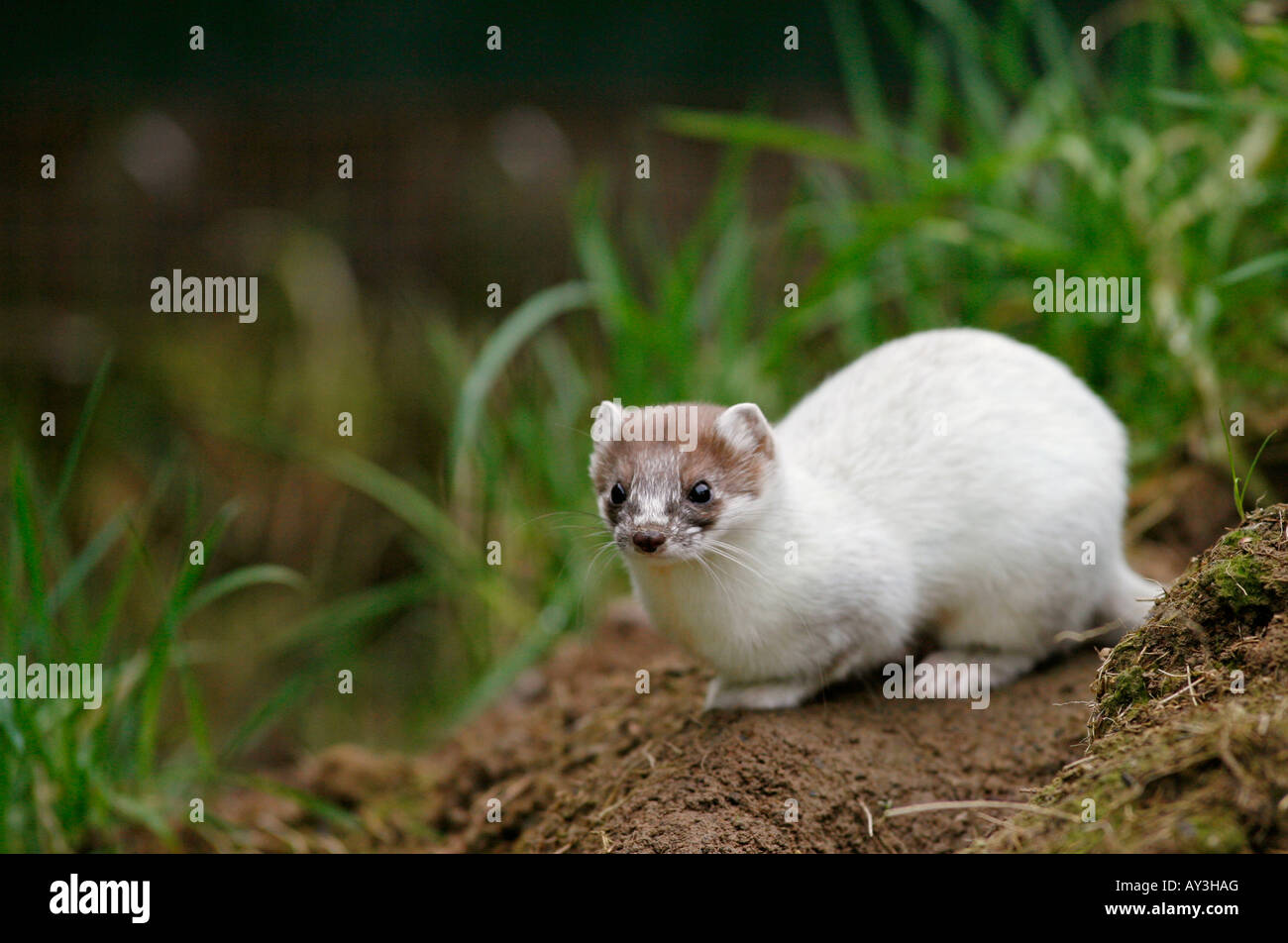White Stoat Uk High Resolution Stock Photography and Images - Alamy