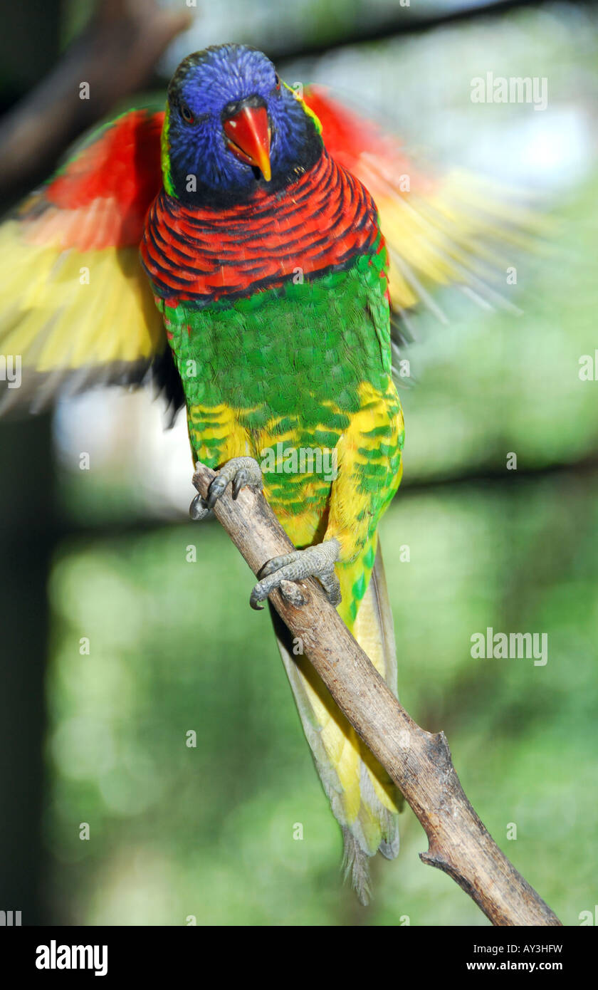 Portrait of multi-coloured Rainbow Lori (Lorikeet) flapping wings on a ...
