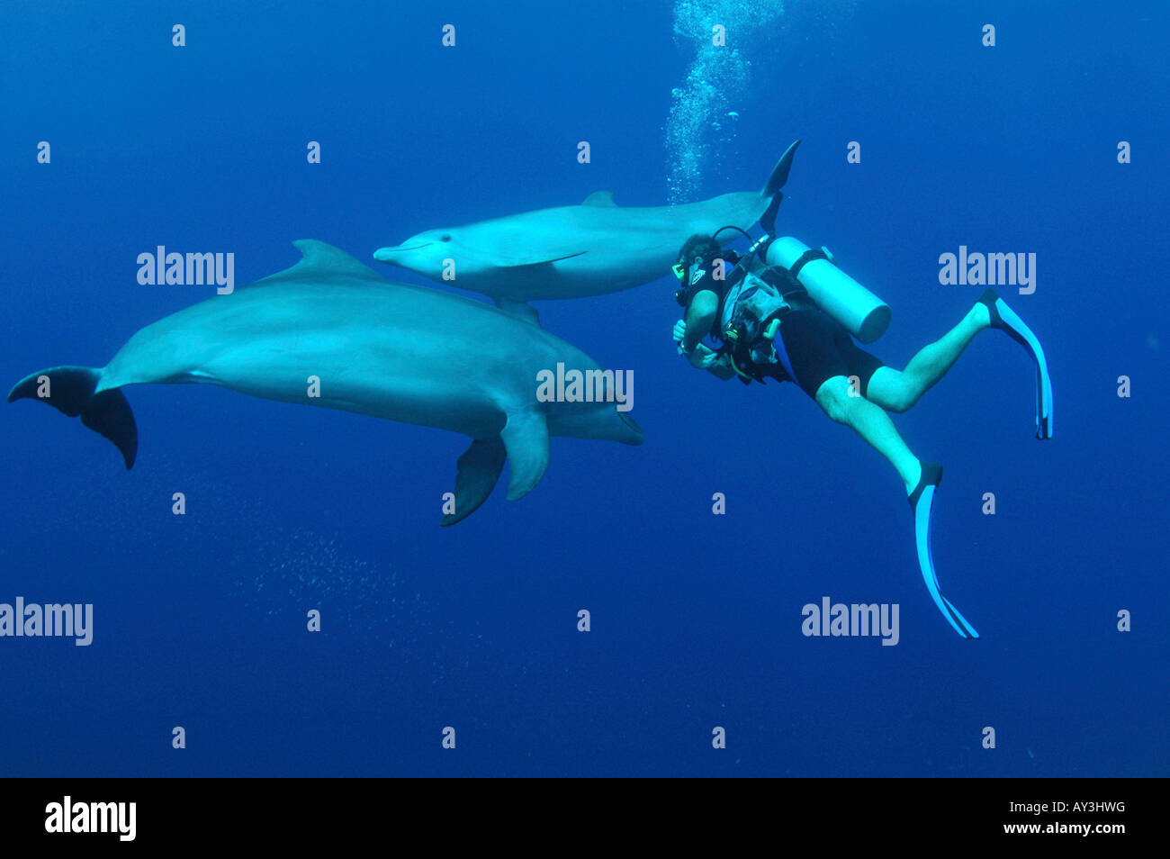 Dolphin wetsuit hi-res stock photography and images - Alamy