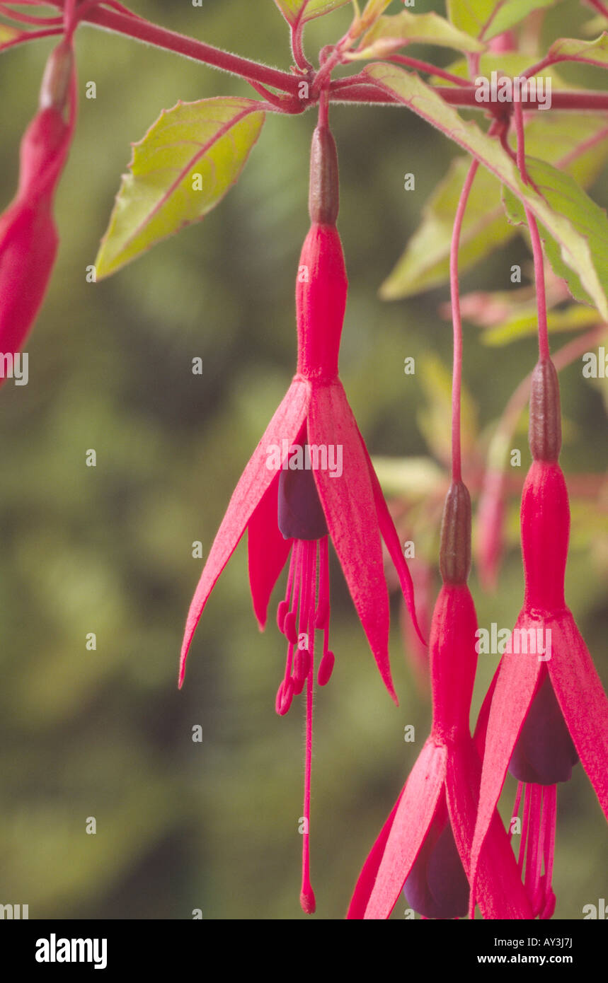 Fuchsia magellanica var gracilis aurea hi-res stock photography and ...