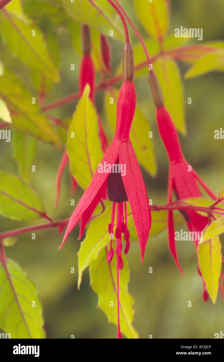 Variety aurea hi-res stock photography and images - Alamy