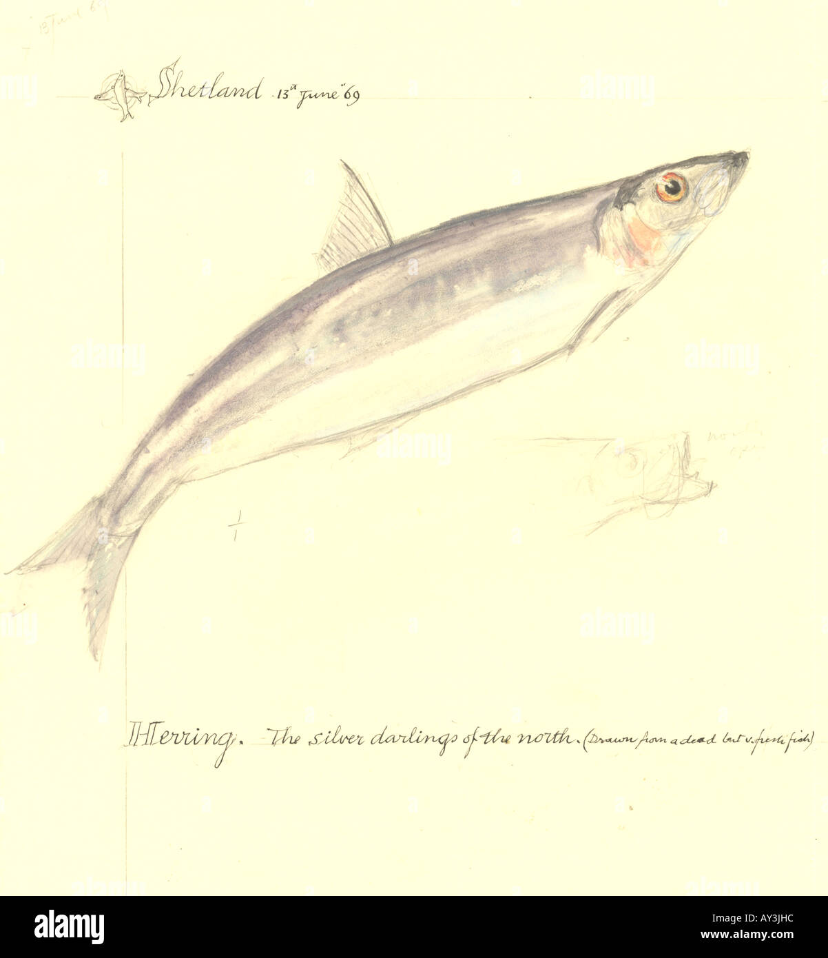 Herring fish drawing hi-res stock photography and images - Alamy