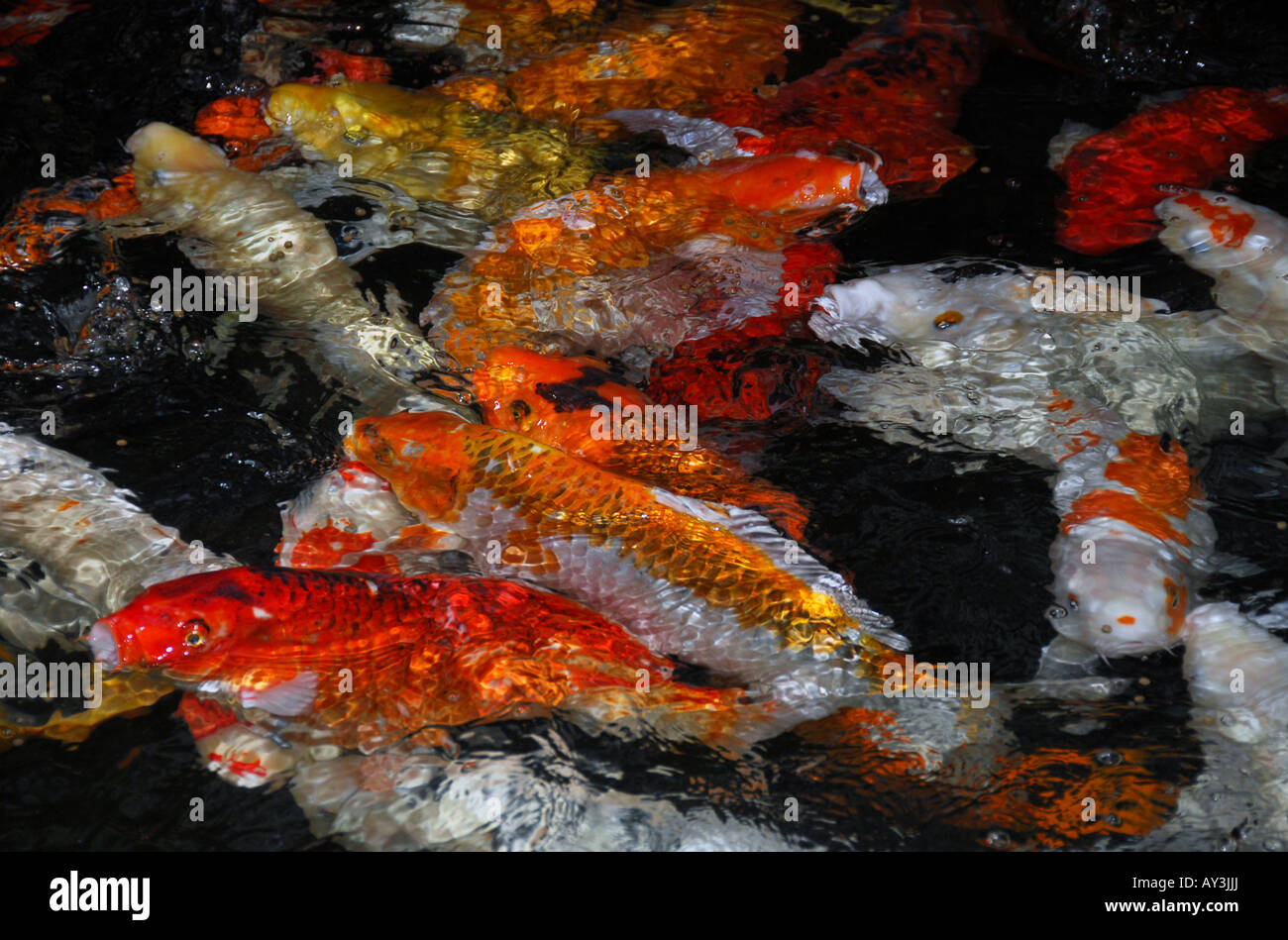 Pool full of Koi Carp (Cyprinus Carpio) feeding and swimming just below ...