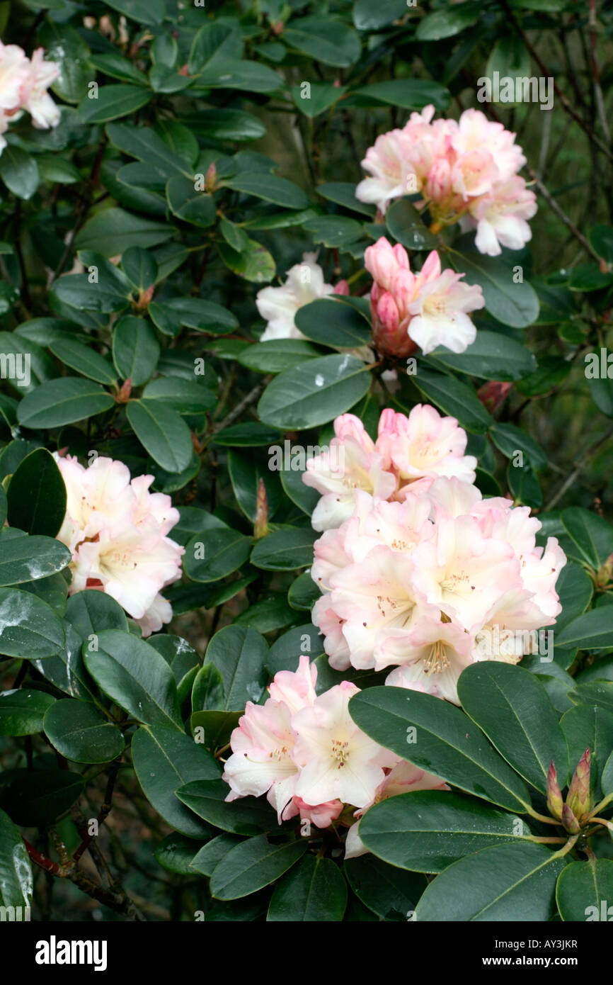 RHODODENDRON UNIQUE AGM Stock Photo - Alamy
