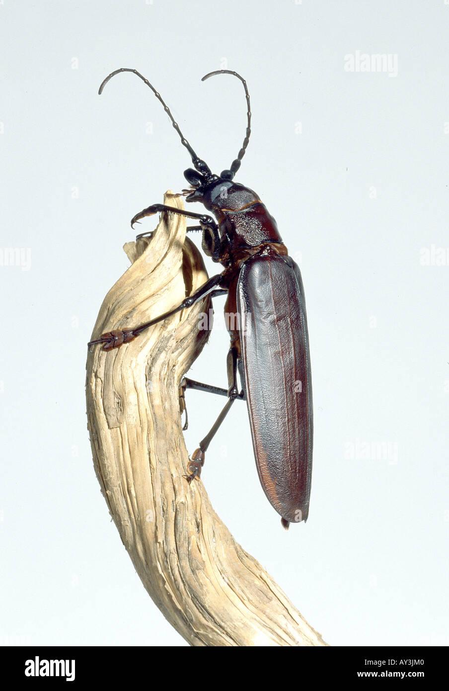 Titanus giganteus, titan beetle Stock Photo - Alamy