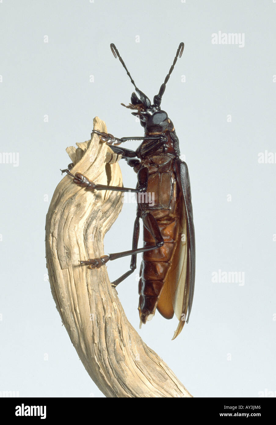 Titanus hi-res stock photography and images - Alamy