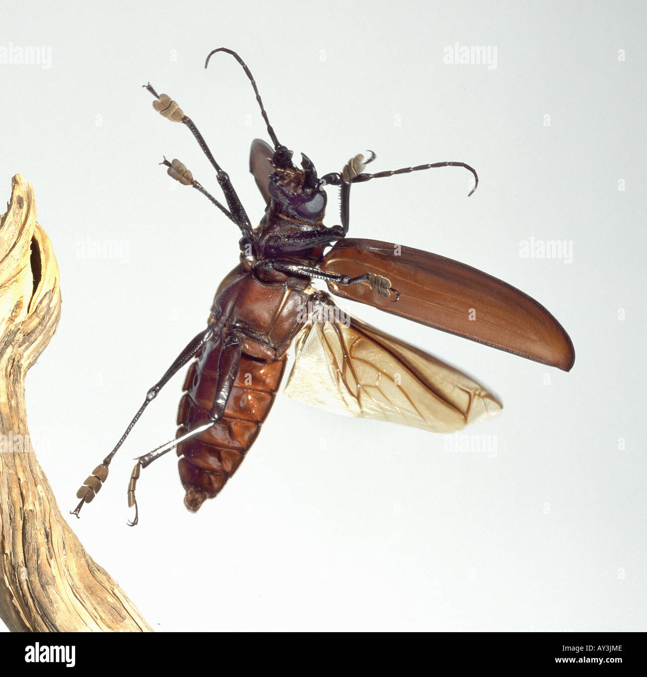 Titanus giganteus, titan beetle Stock Photo - Alamy