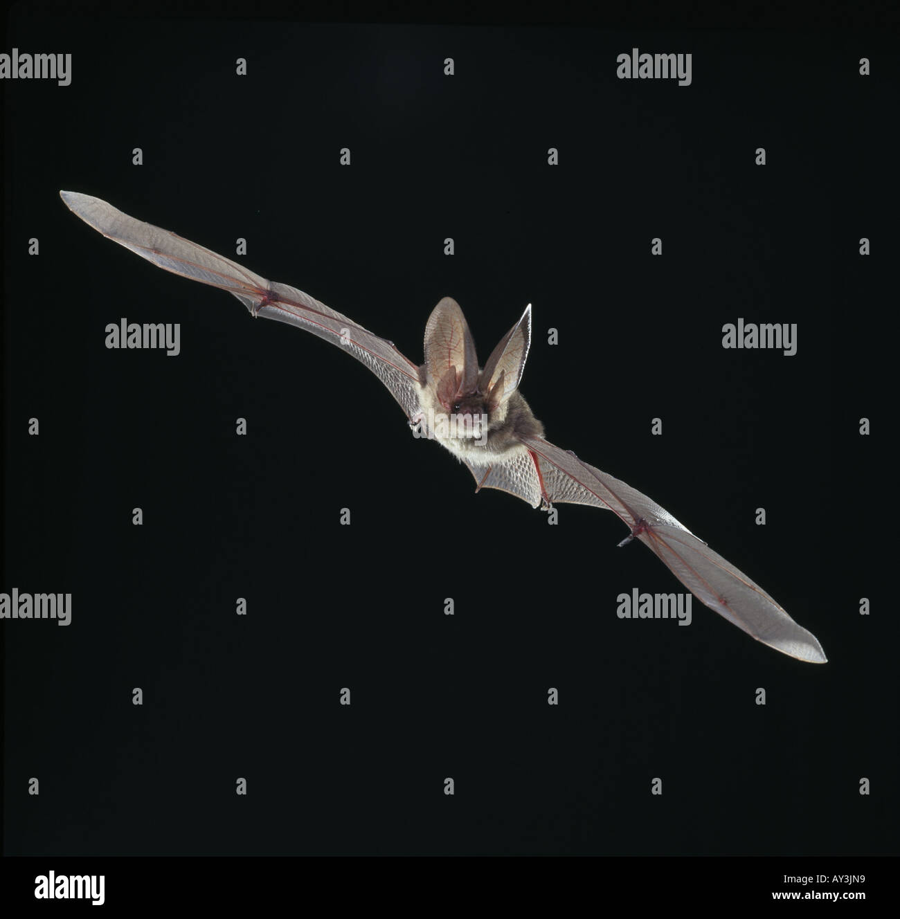 Plecotus sp long eared bat Stock Photo - Alamy