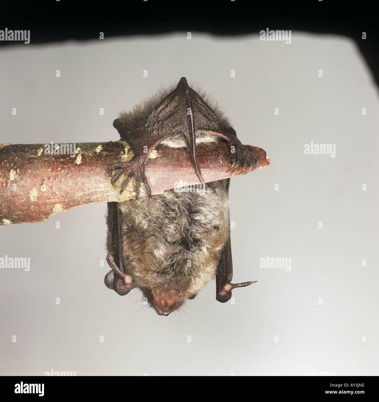 Myotis daubentonii Daubenton's bat Stock Photo - Alamy
