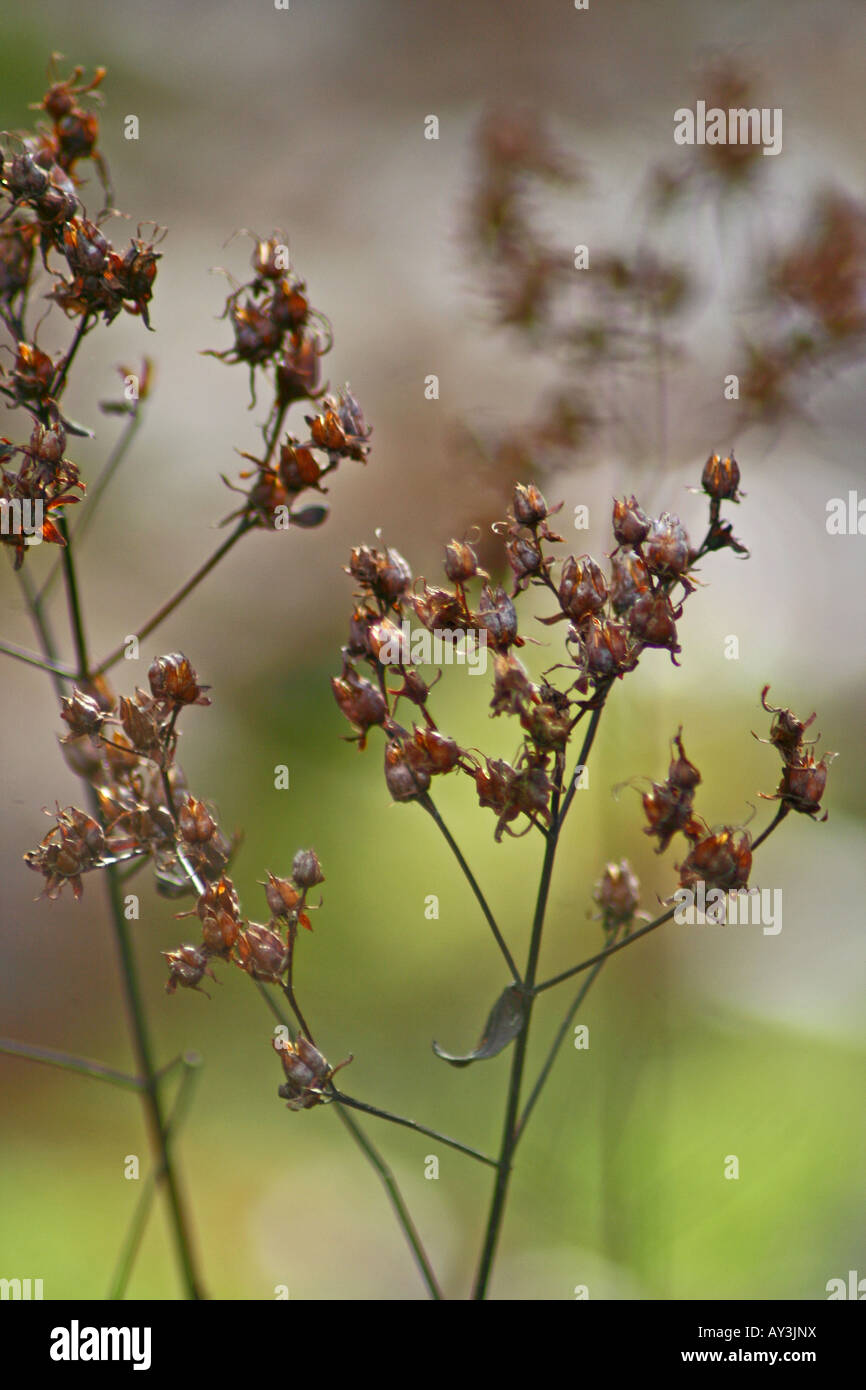 Sorrel rumex bloom hi-res stock photography and images - Alamy