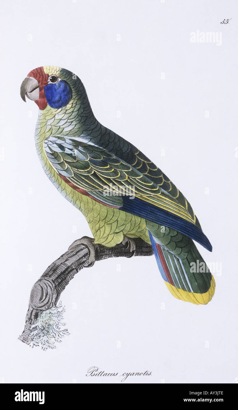 Amazona dufresniana blue cheeked parot Stock Photo - Alamy