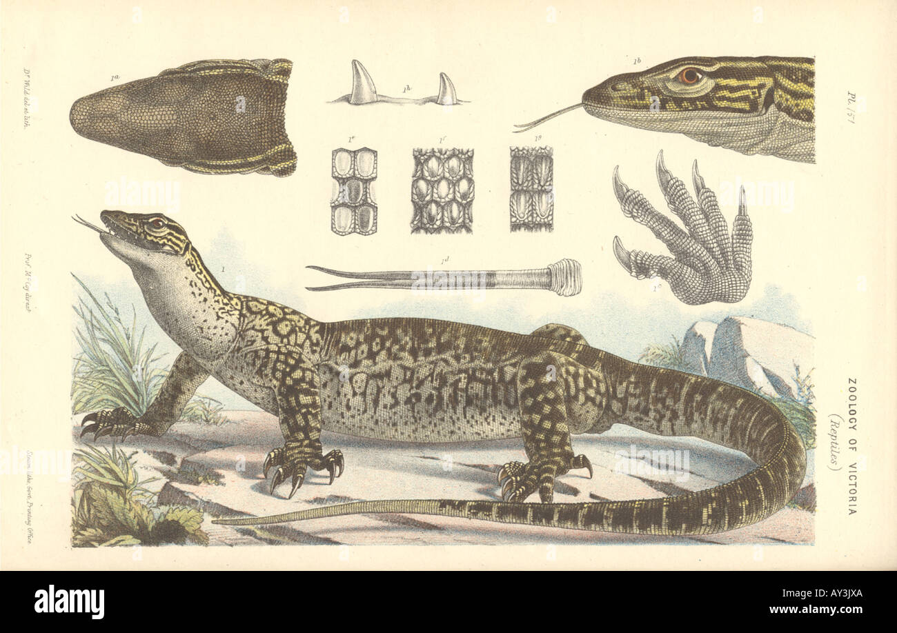 Varanus gouldii Gould's monitor Stock Photo - Alamy