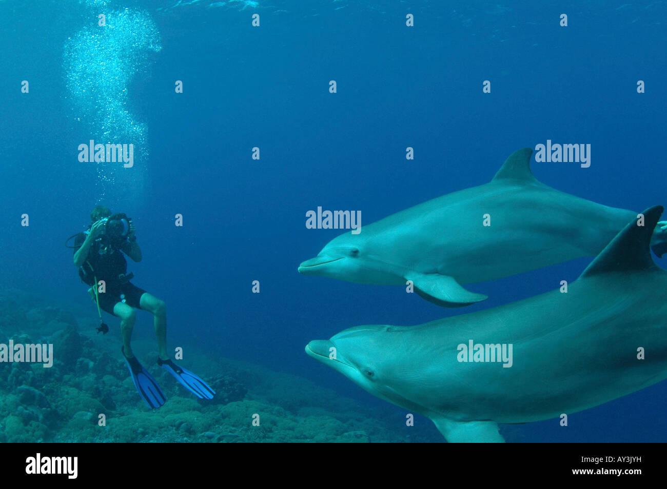 Netherlands Antilles Curacao open water dolphin dive Stock Photo - Alamy