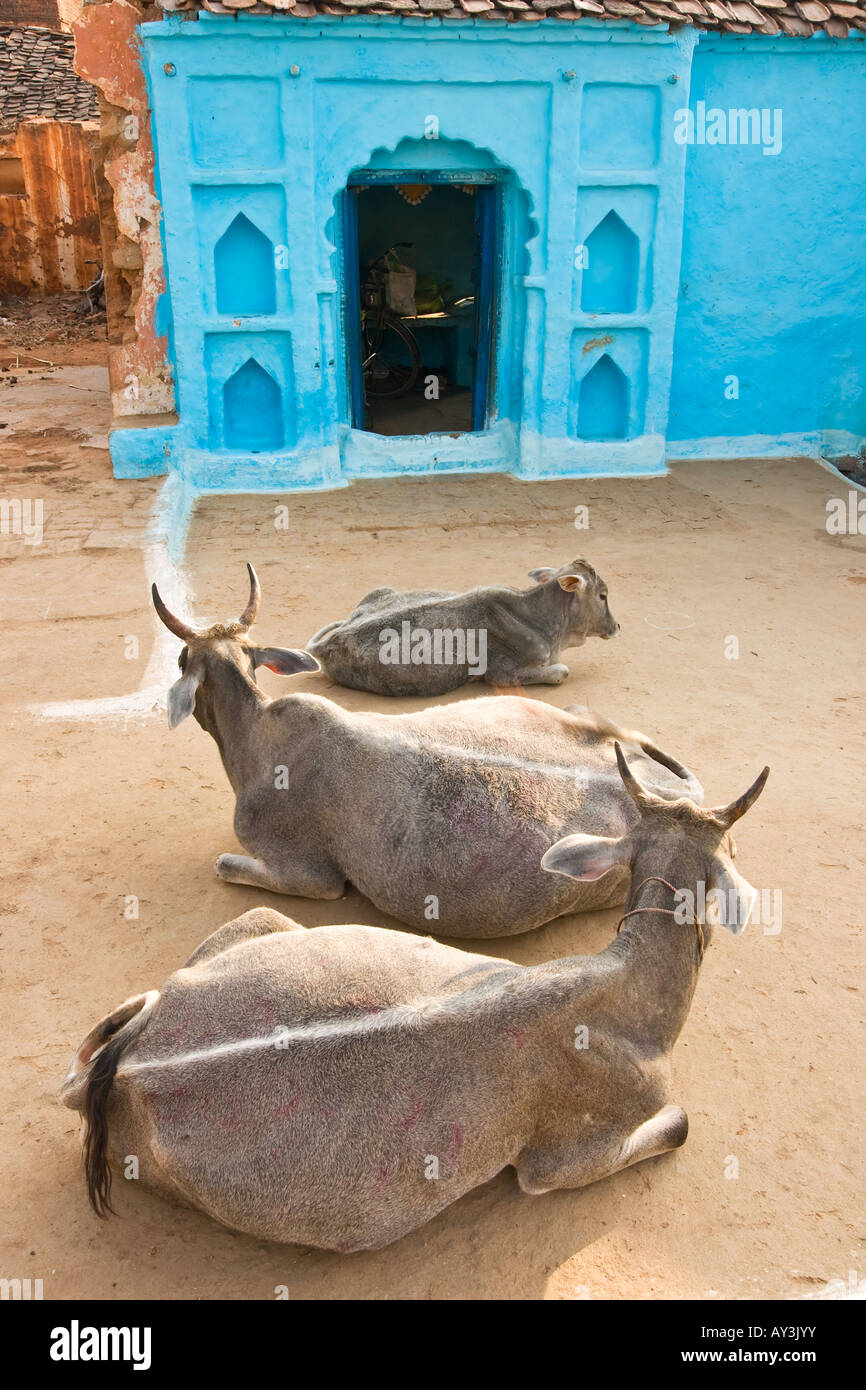 Three Cow in Orcha Madhya Pradesh India Stock Photo - Alamy