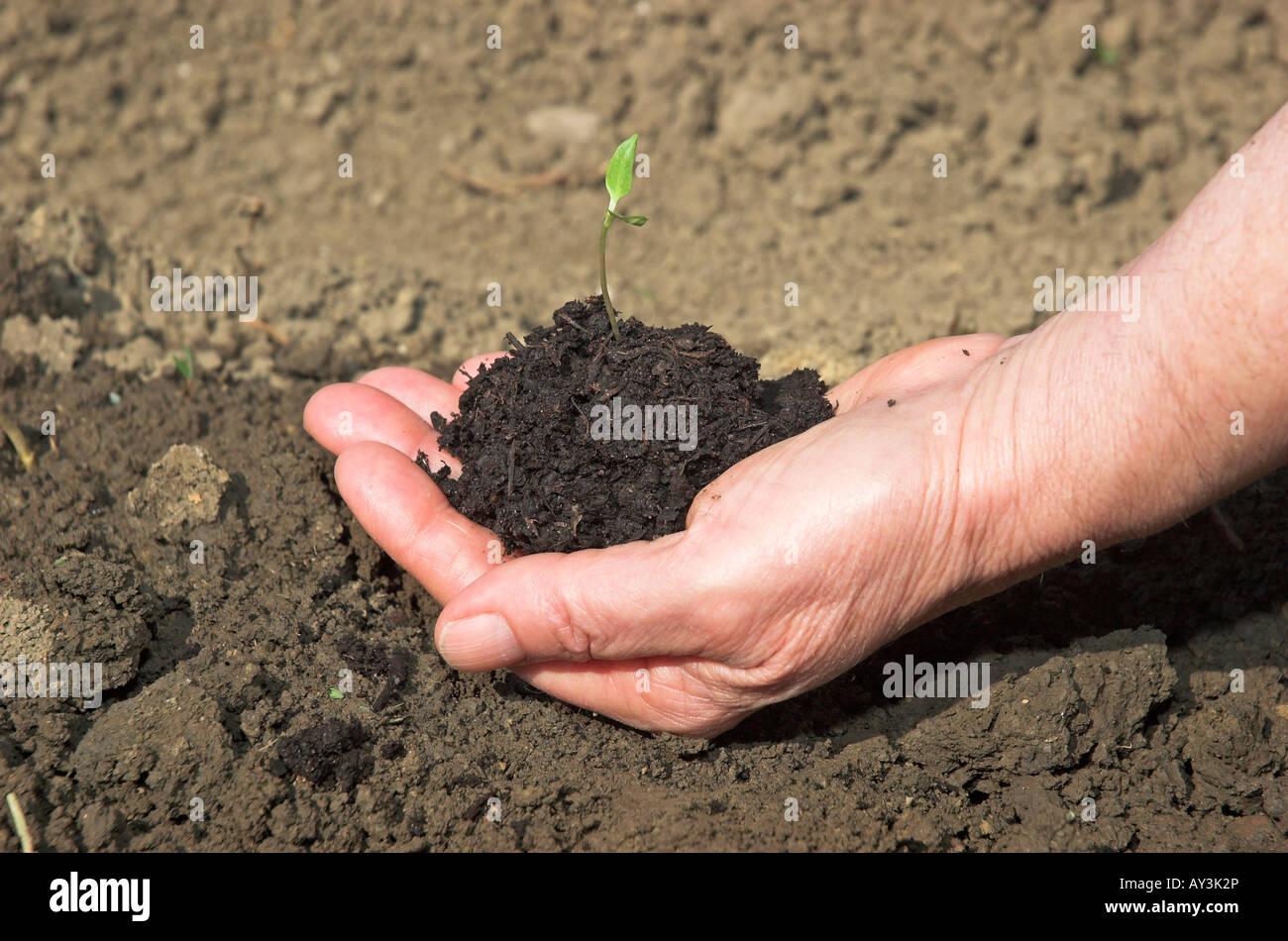 Hand holding a seedling Stock Photo - Alamy