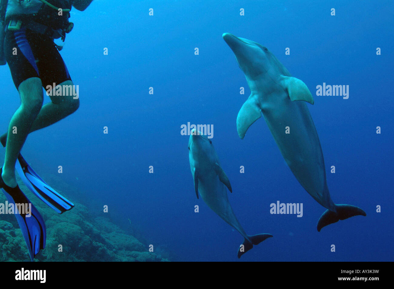 Netherlands Antilles Curacao open water dolphin dive Stock Photo - Alamy
