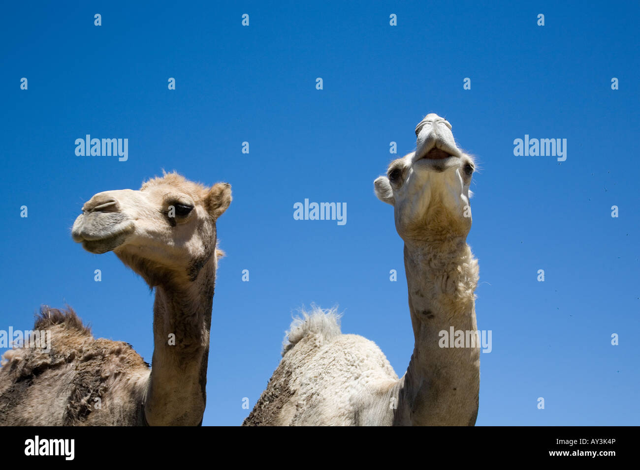 Two camel heads hi-res stock photography and images - Alamy