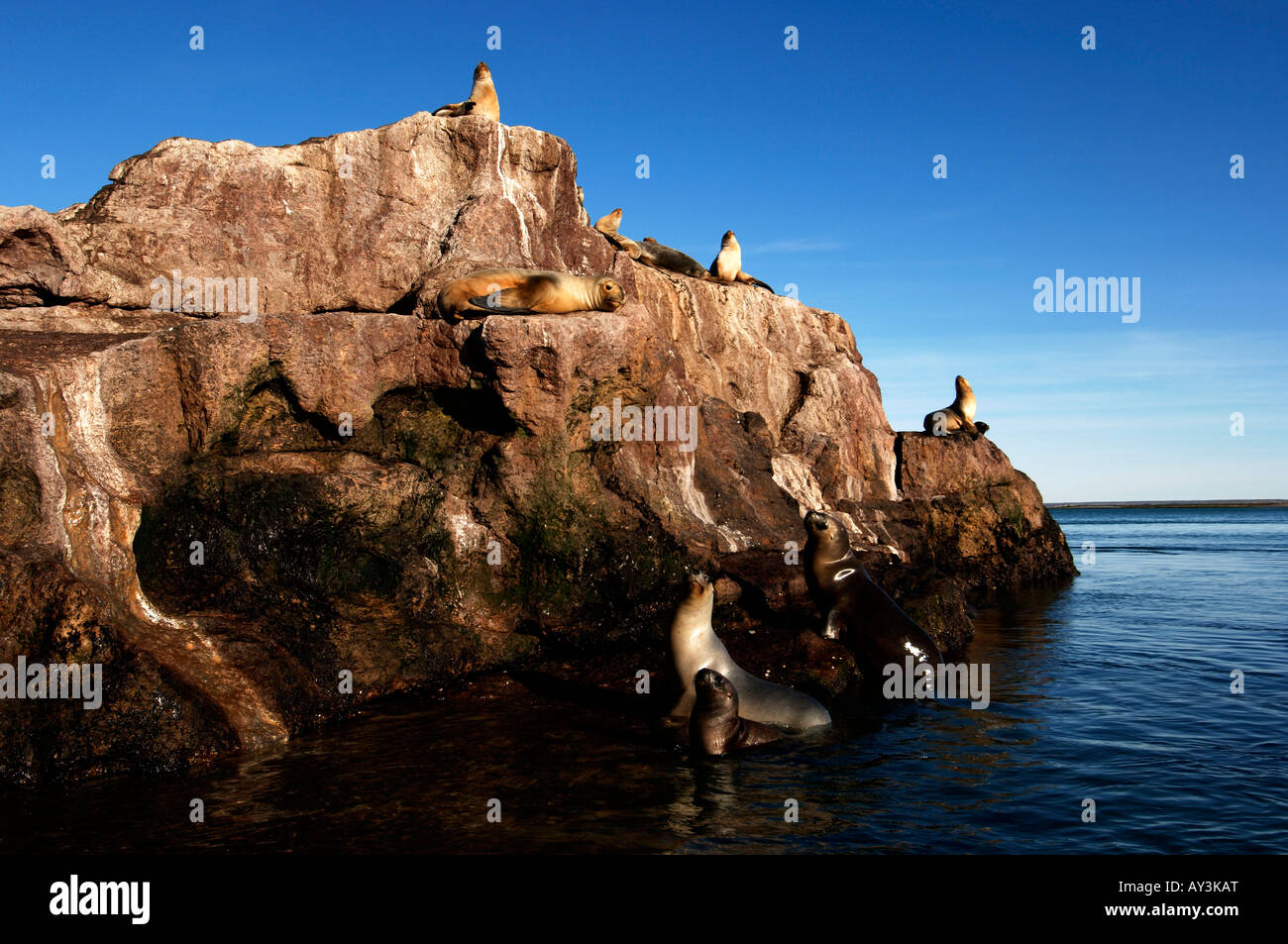 Argentina Patagonia breeding colony of fur seals in the ria Deseado ...