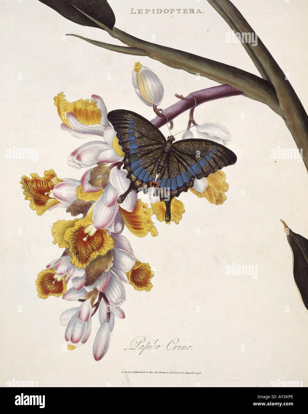 Crino hi-res stock photography and images - Alamy