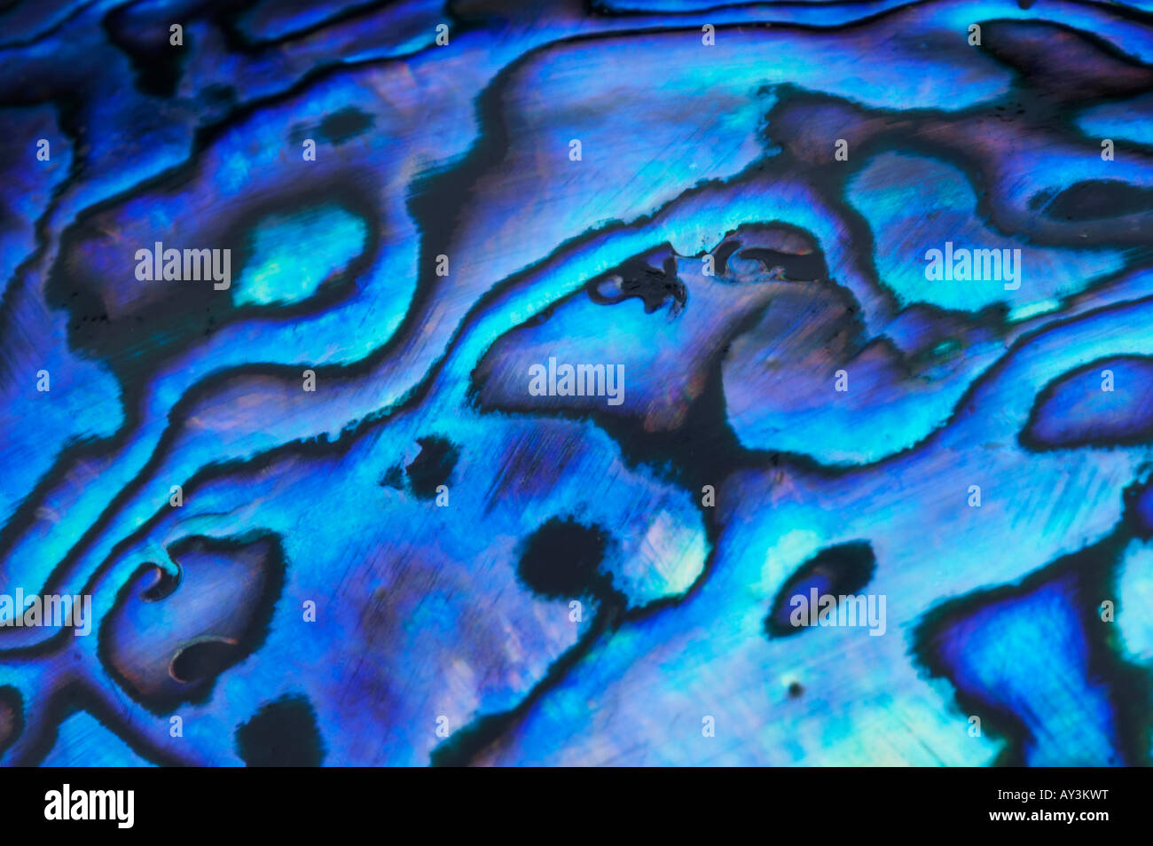 Nz native shell hi-res stock photography and images - Alamy