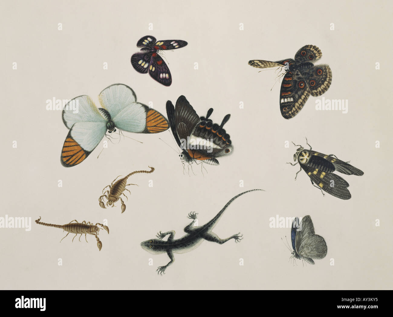 Insect species from China Stock Photo - Alamy