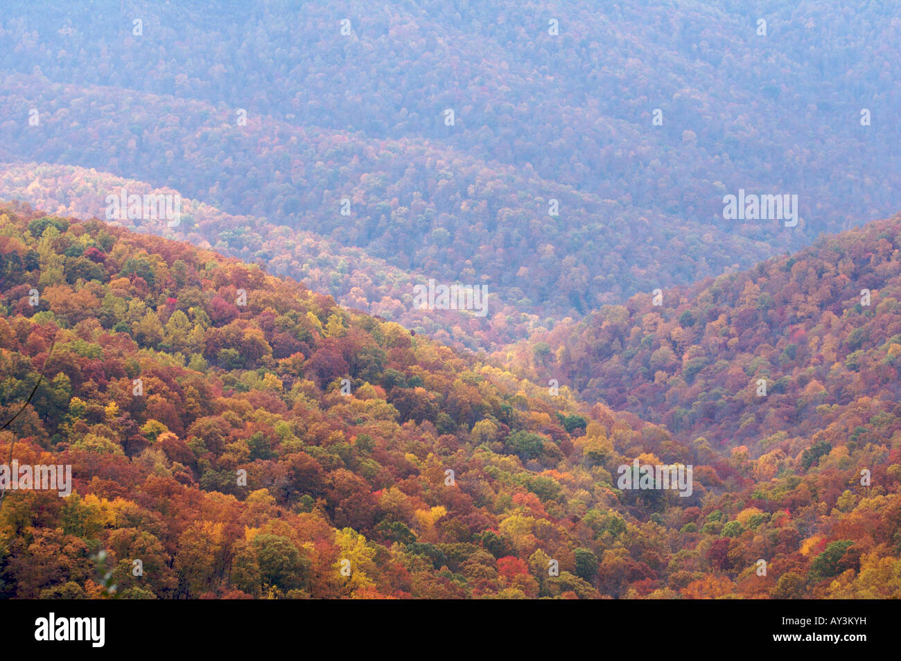 Mountainside covered with trees in fall foliage and illuminated by the ...
