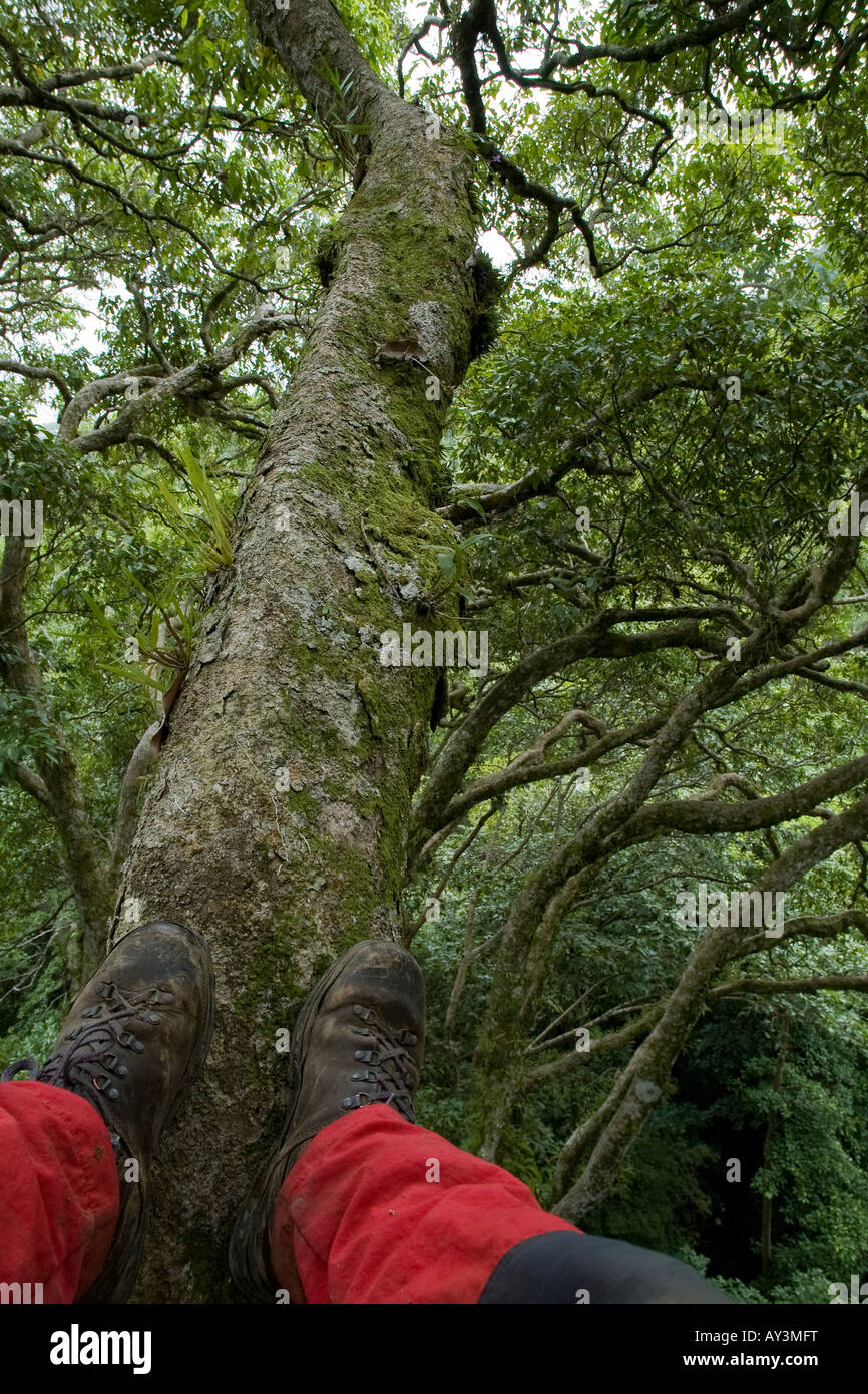 tree climbing piedi feet rain forest arrampicata Stock Photo - Alamy