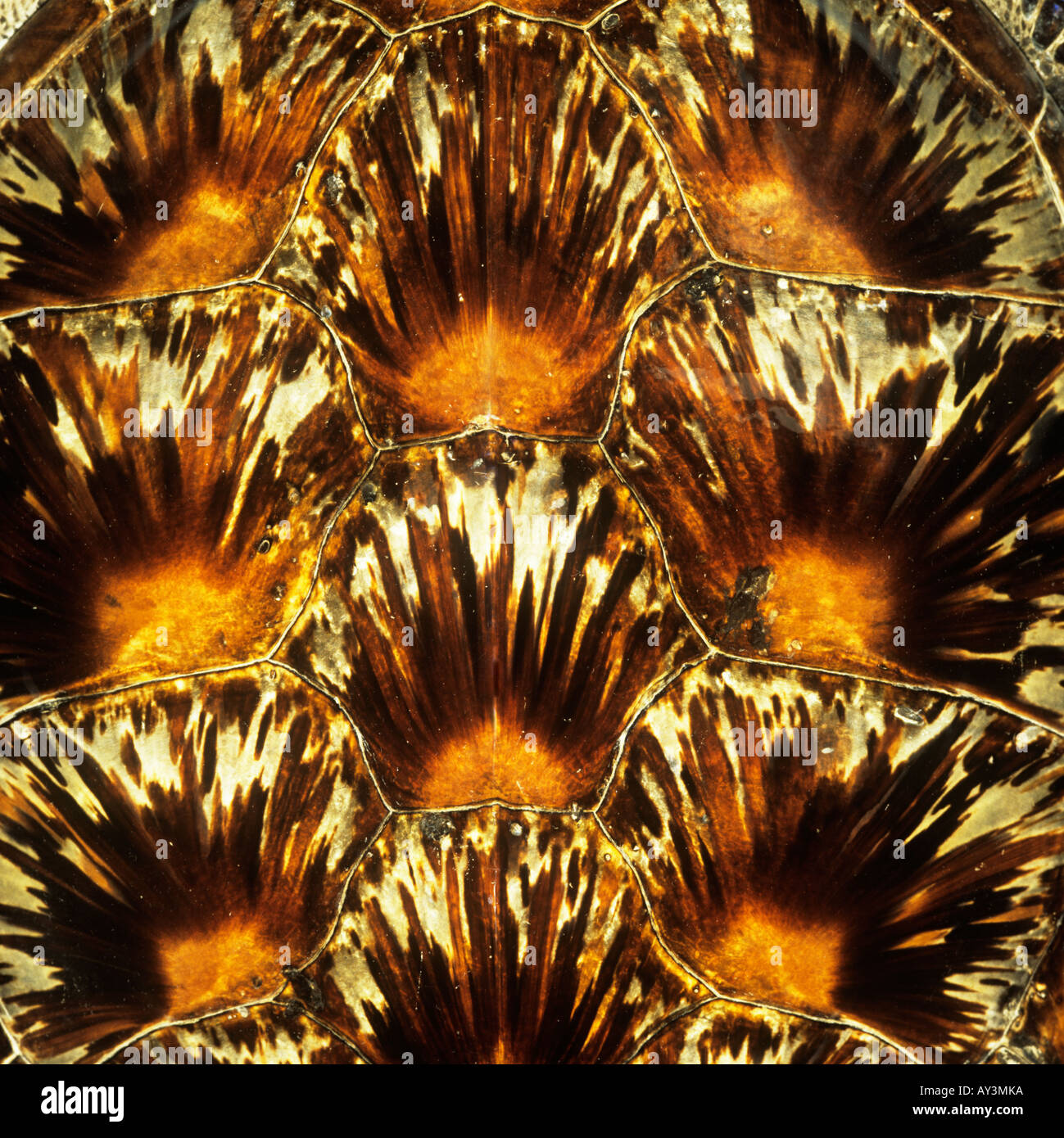 Shell dr hi-res stock photography and images - Alamy