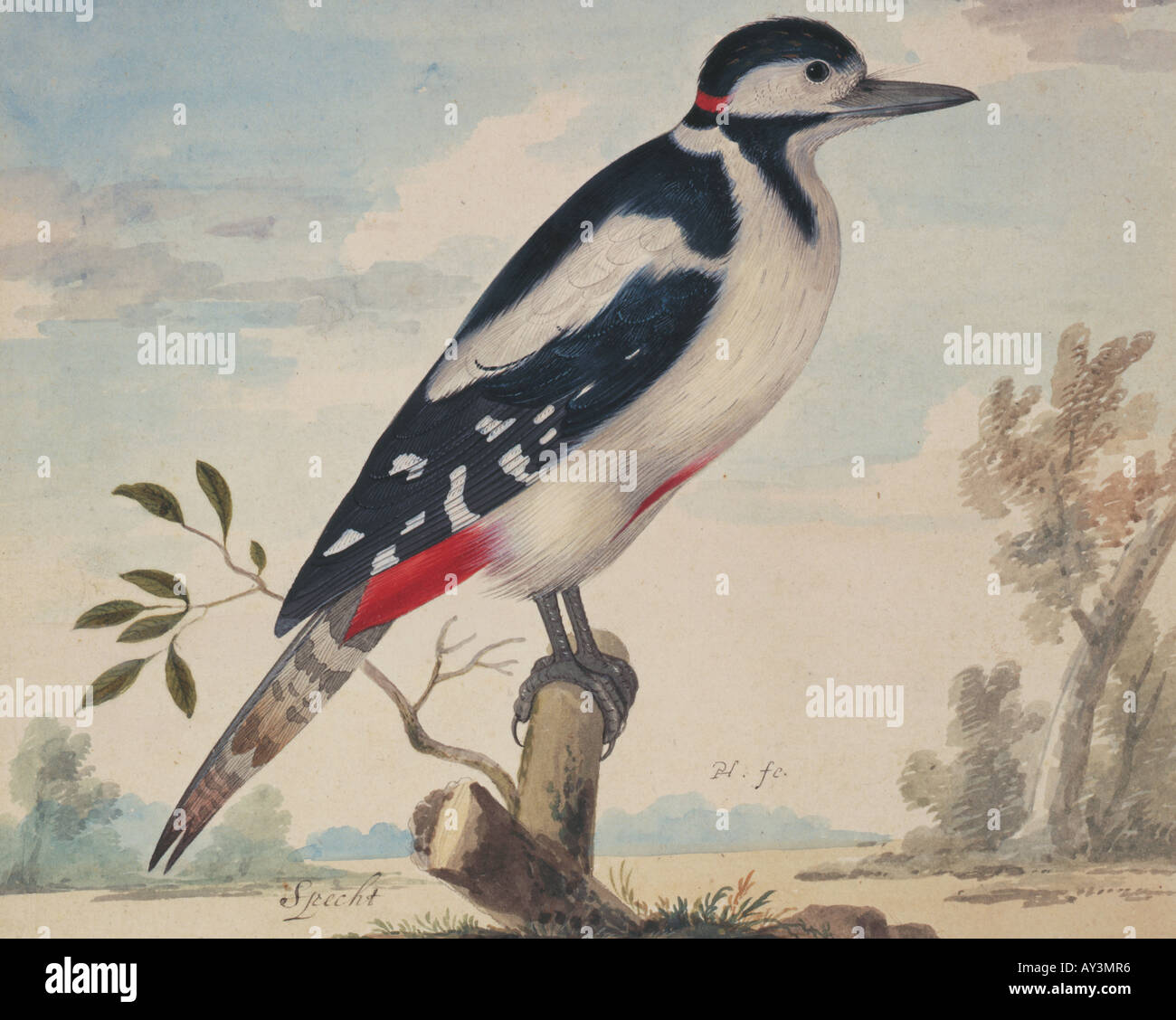 Picus major great spotted woodpecker Stock Photo - Alamy