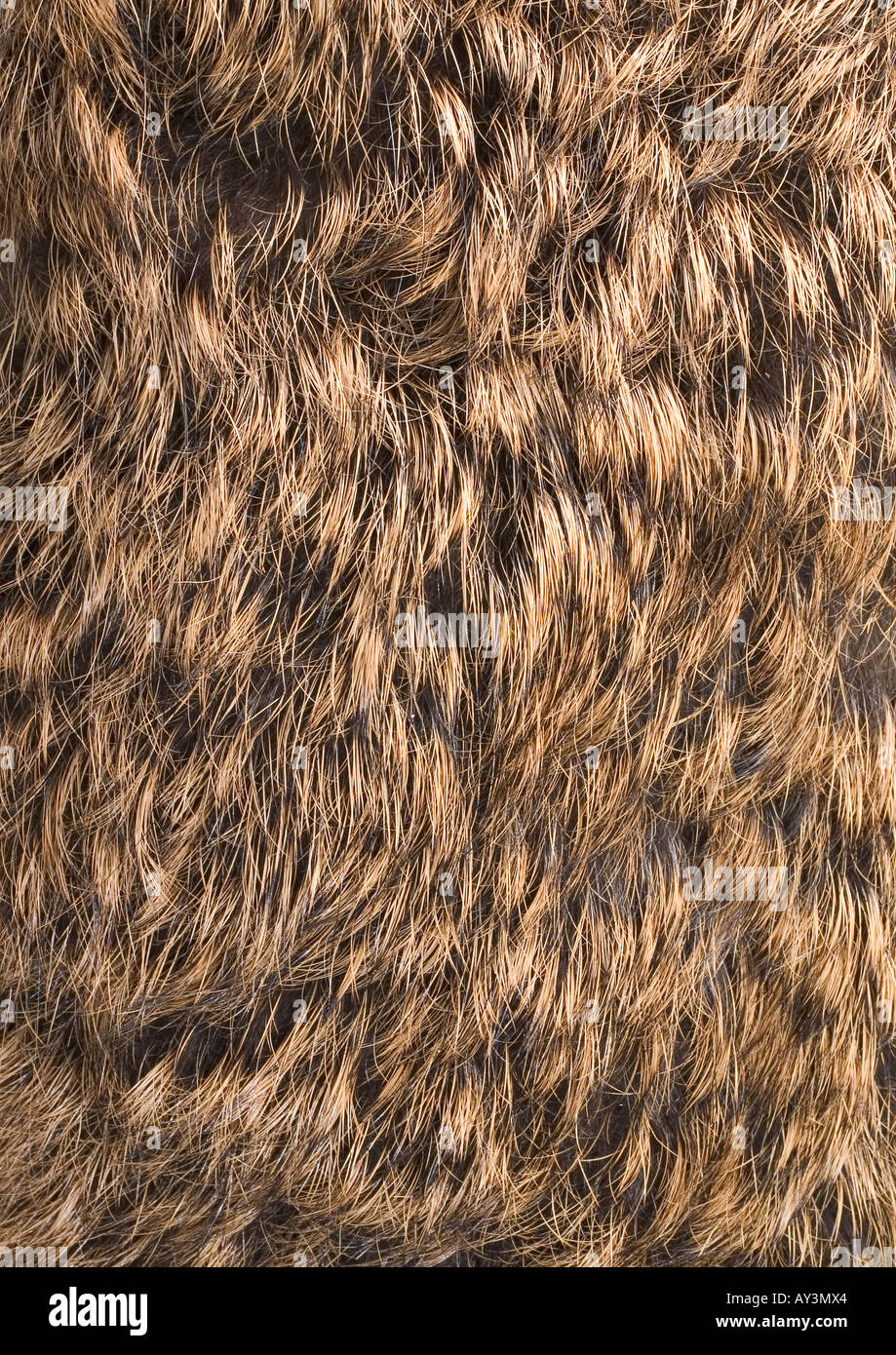 Hare skin hi-res stock photography and images - Alamy