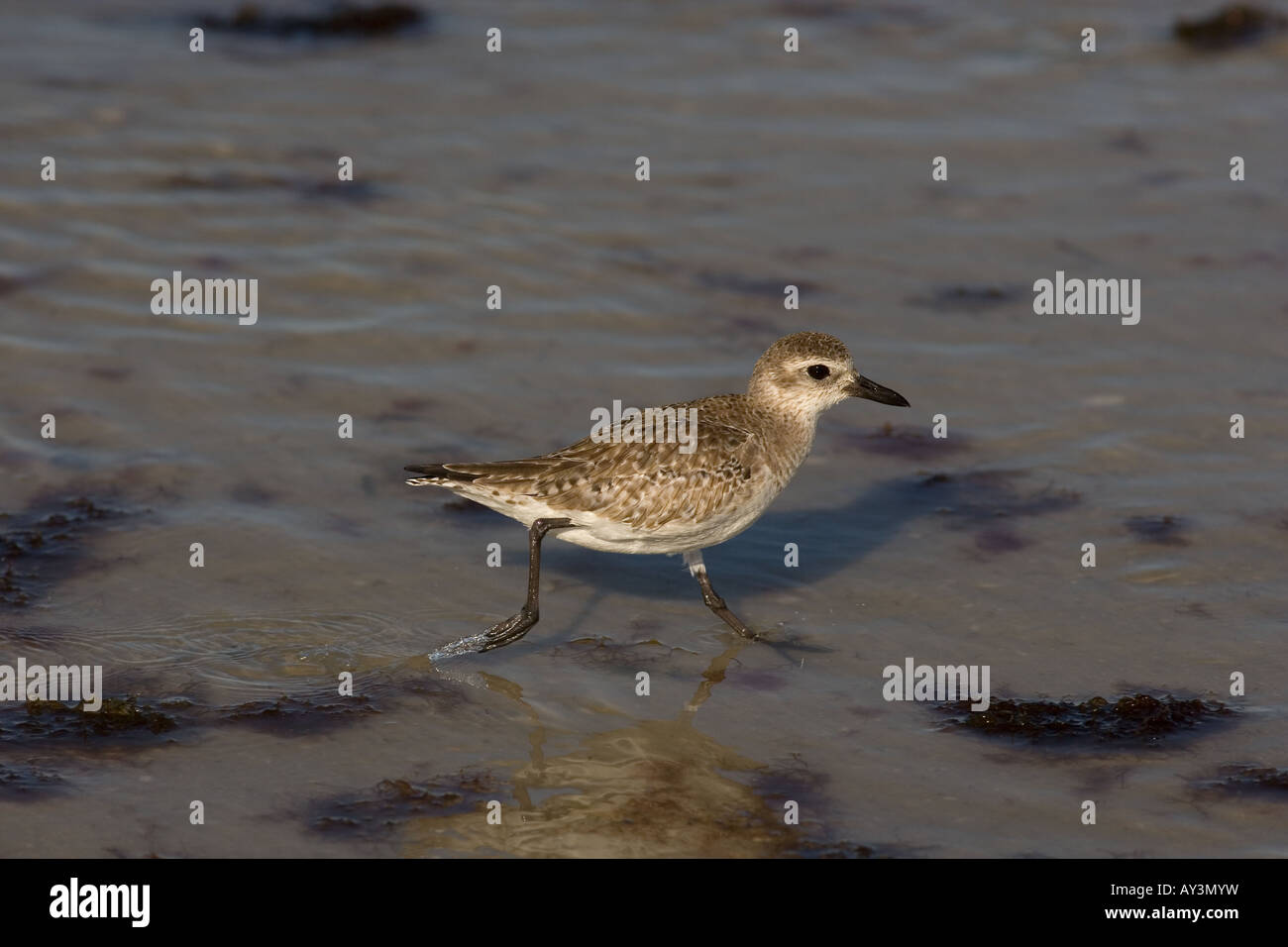 Grey Plover Pluvialis squatarola Stock Photo - Alamy