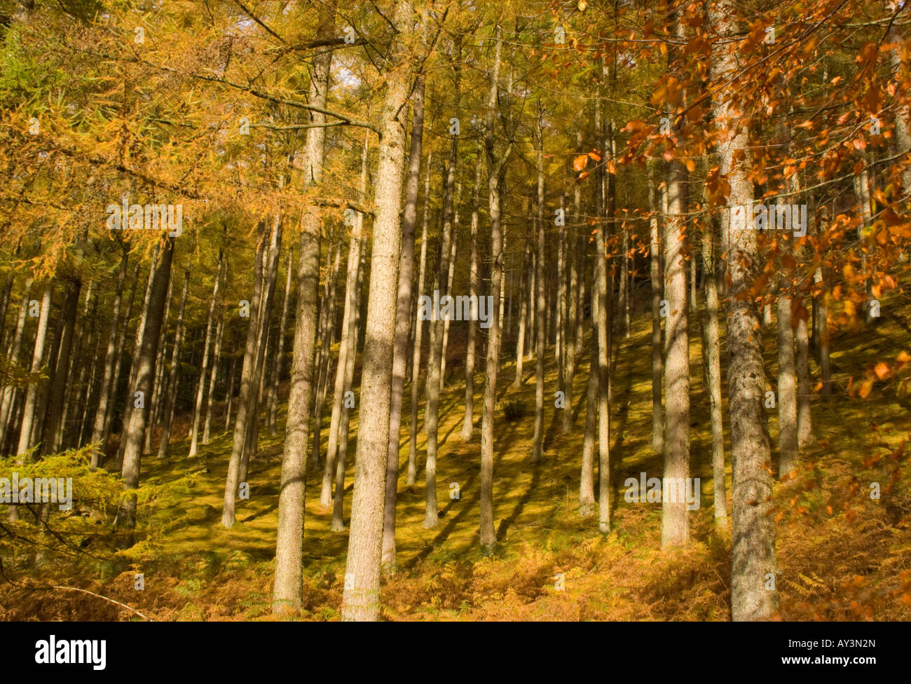 trees in autumn Stock Photo - Alamy