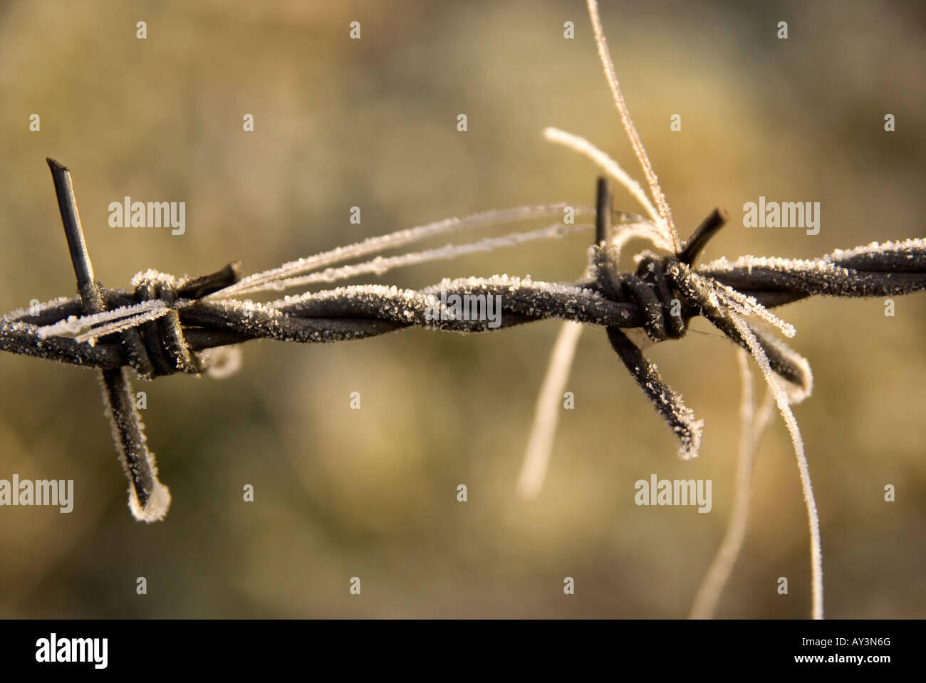 Tangled horse hair close up hi-res stock photography and images - Alamy