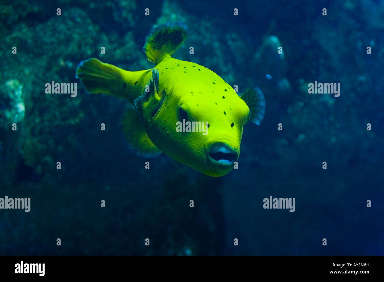 Parot fish hi-res stock photography and images - Alamy