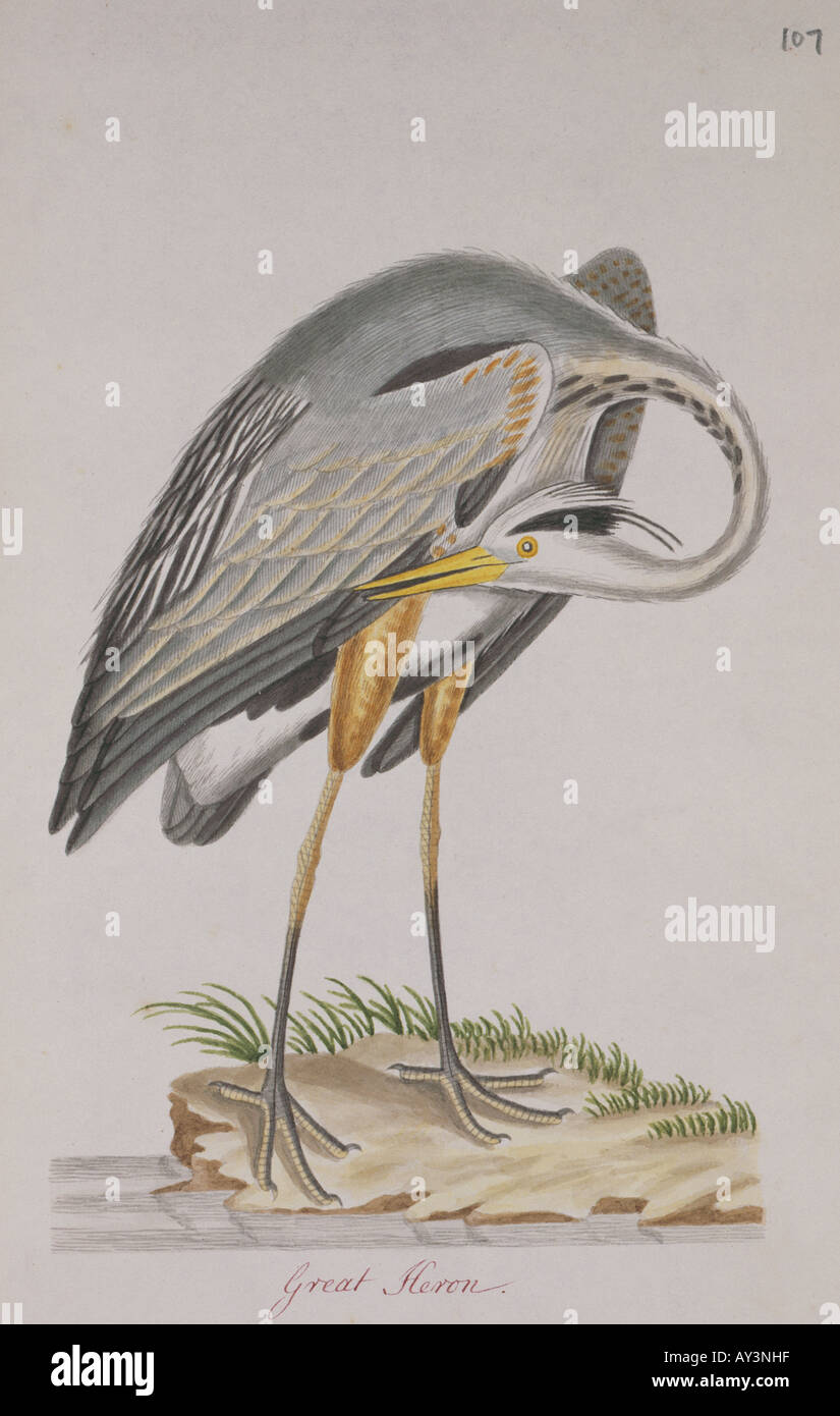 Ardea herodias great blue heron Stock Photo - Alamy